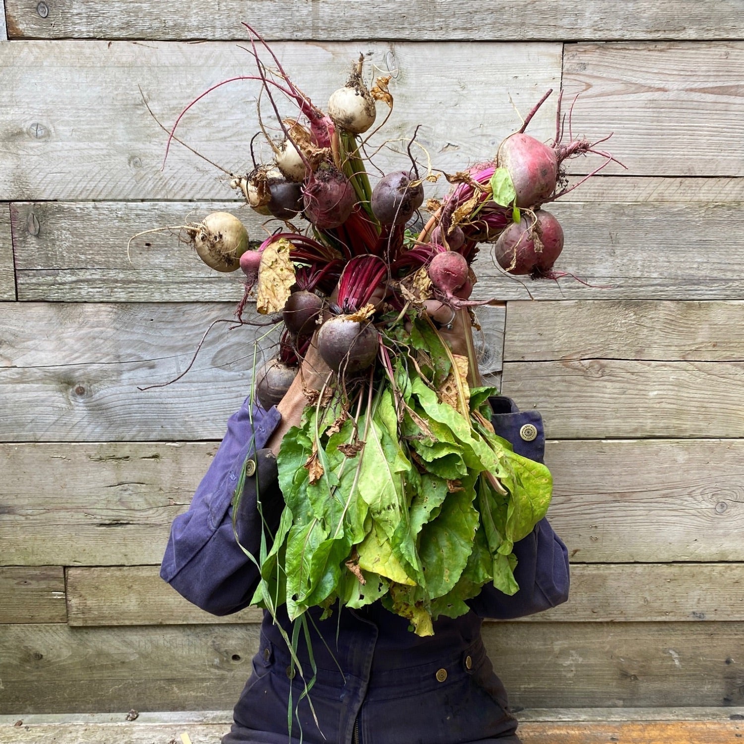 Fruit and Vegetable Risograph Art A4 Prints | Petra Boase – Petra Boase Ltd